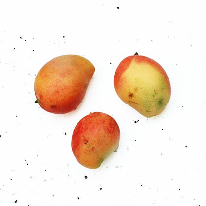 Manga Rosa Orgânica - Delivery de Orgânicos do Pequeno Produtor - Raízs