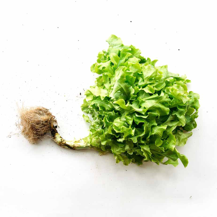 Alface Mimosa Orgânica - Delivery de Orgânicos do Pequeno Produtor - Raízs